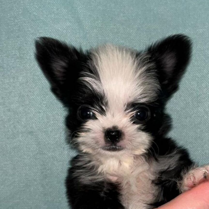 Щенки бивер йорка