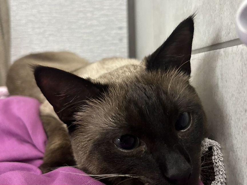 Тайский кот на вязку