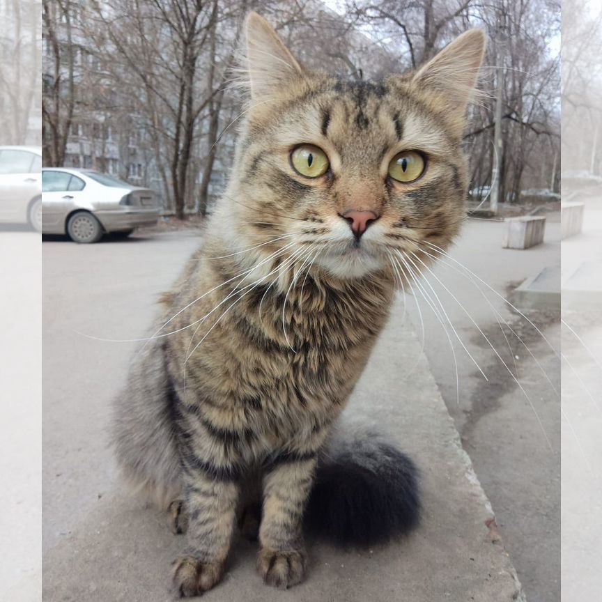 Котик в добрые руки бесплатно