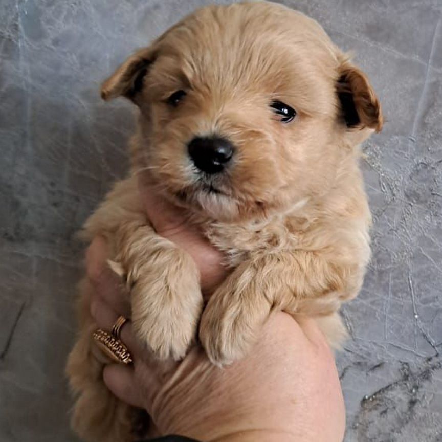 Щенки помапу