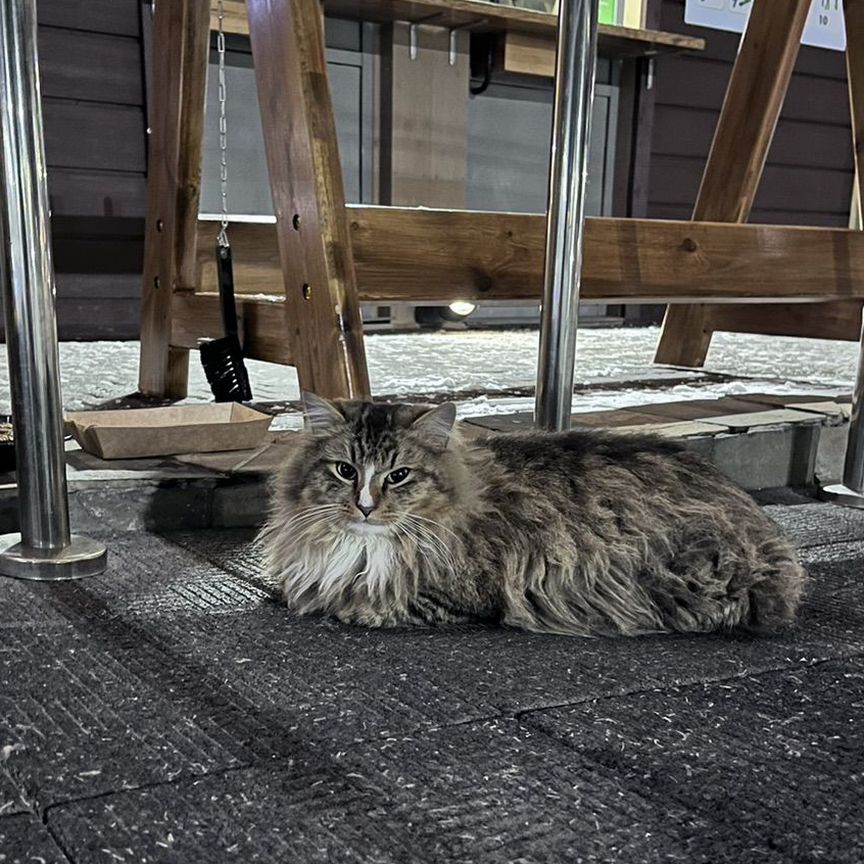 Сибирская, взрослая кошка