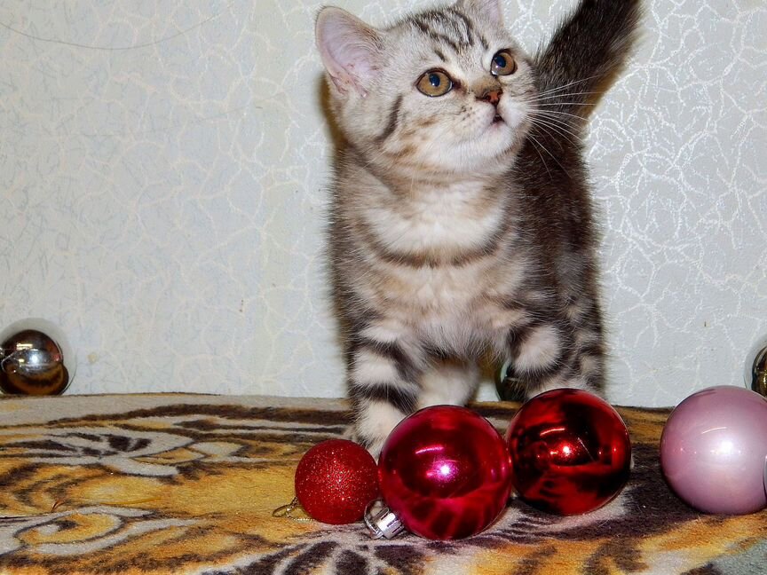 Шотландская кошечка скоттишь страйт