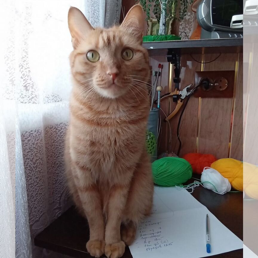 Отдам кота в добрые руки