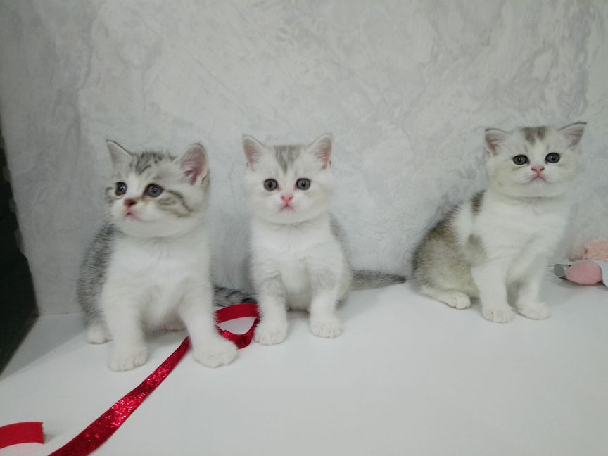 Британские котята