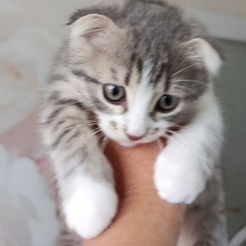 Шотландский вислоухий короткошёрстный котёнок