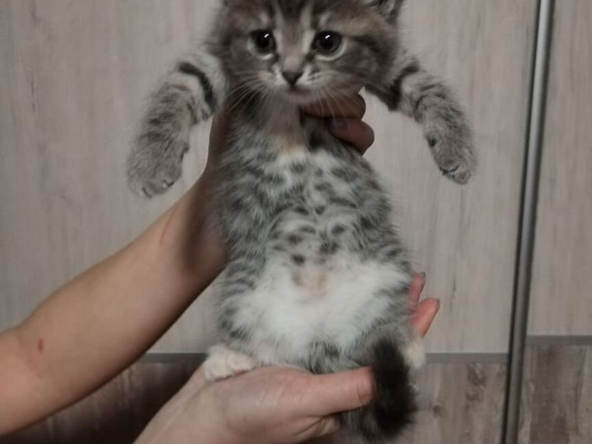 Шатланские котята