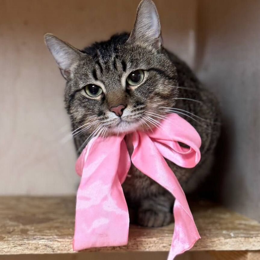 Взрослая, Девочка кошка в добрые руки