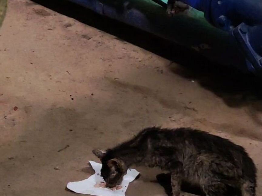 Нужна передержка или дом коту