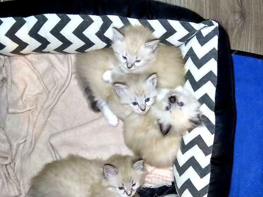 Котята рэгдолл