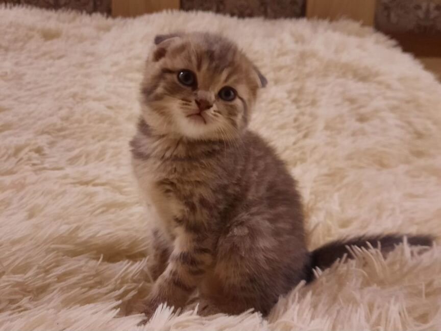 Шотландские вислоухие котята