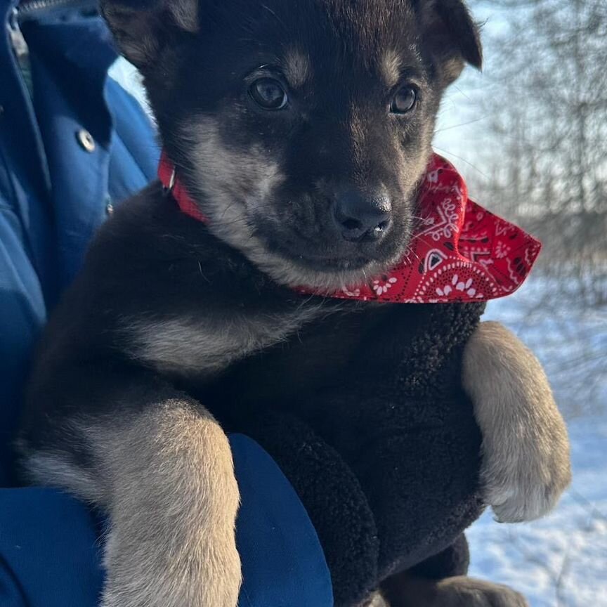 Щенки мальчики в дар