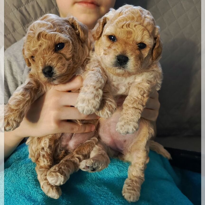 Бишон фризе, щенок