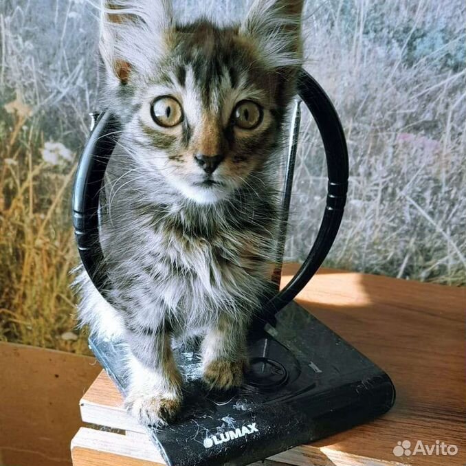 Котята. Изобильный. Ушастик и Гоша
