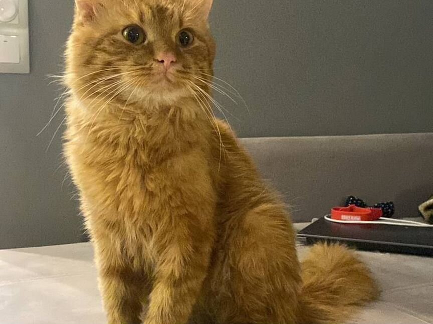 Рыжий котик в добрые ручки