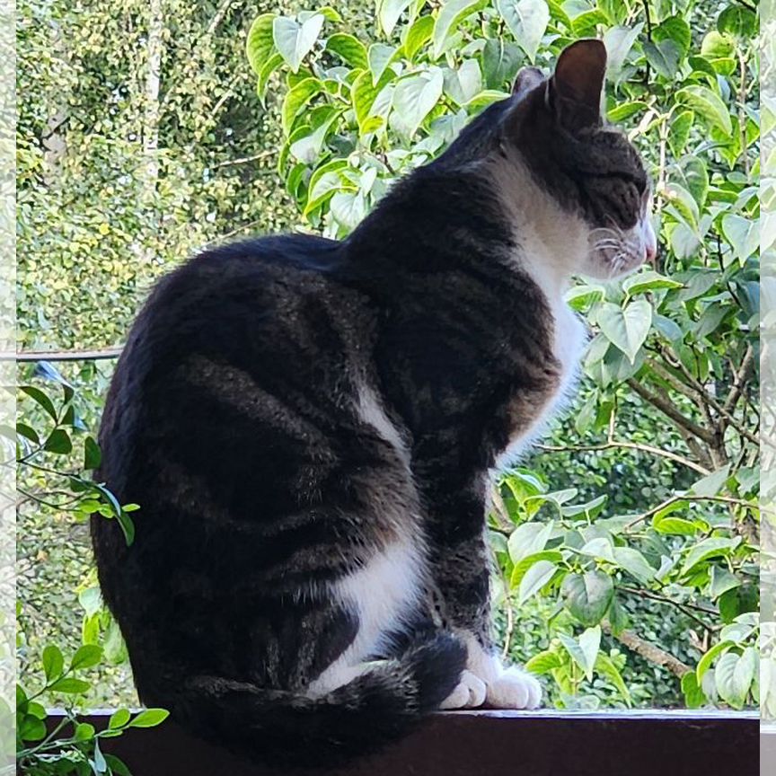 Котик в добрые руки