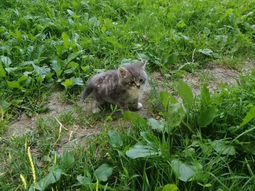 Котята в добрые руки