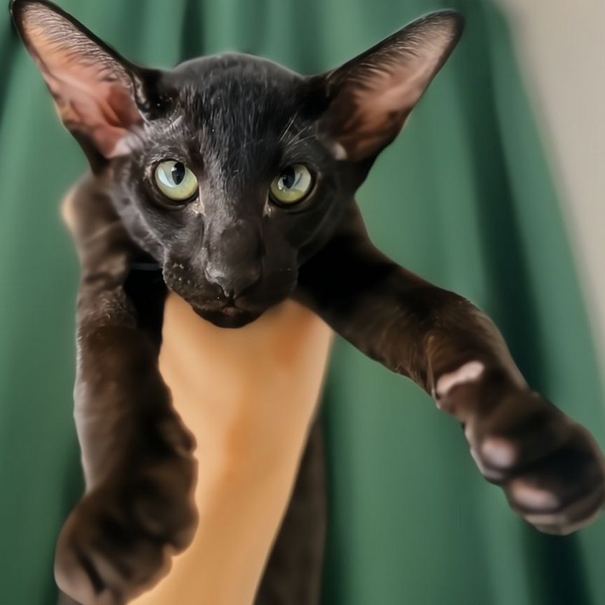 Ориентальный котёнок