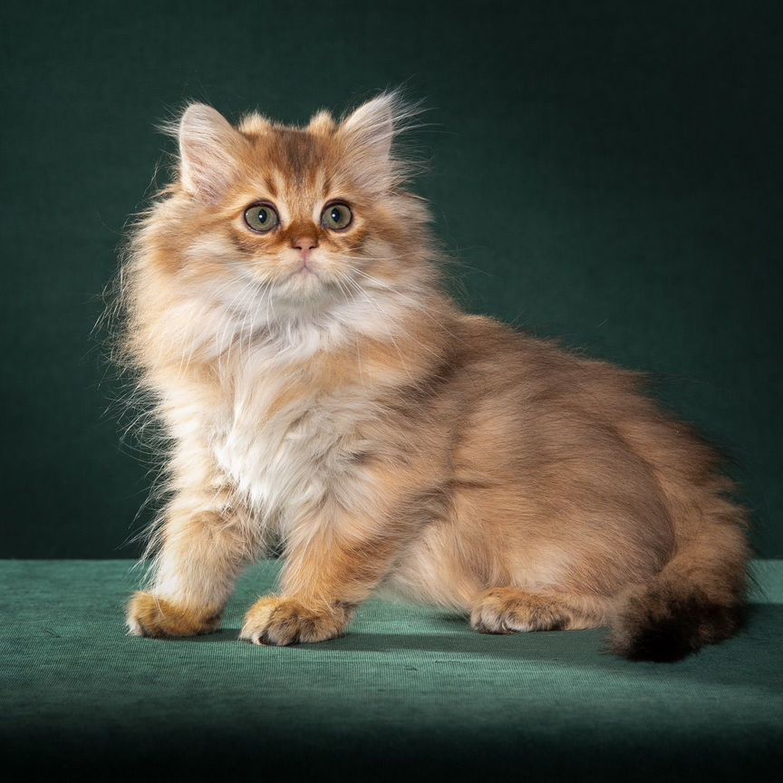 Очаровательный Николя с итальянским темпераментом