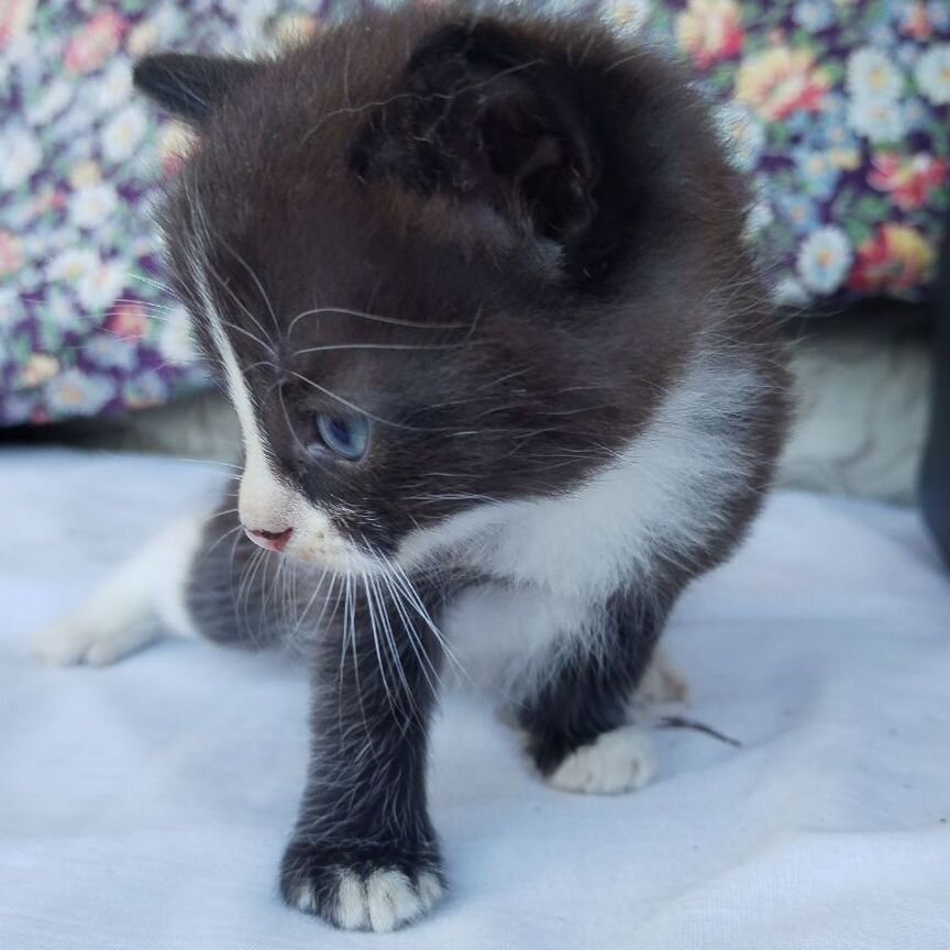 Котёнок в добрые руки