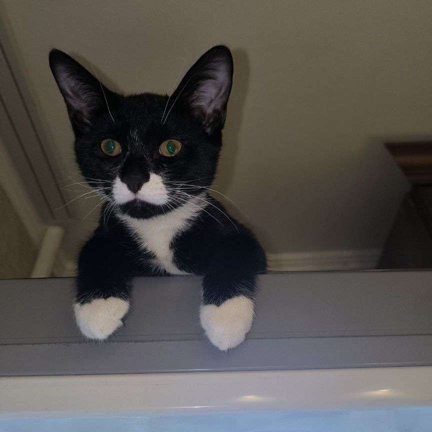 Котик в добрые руки мальчик