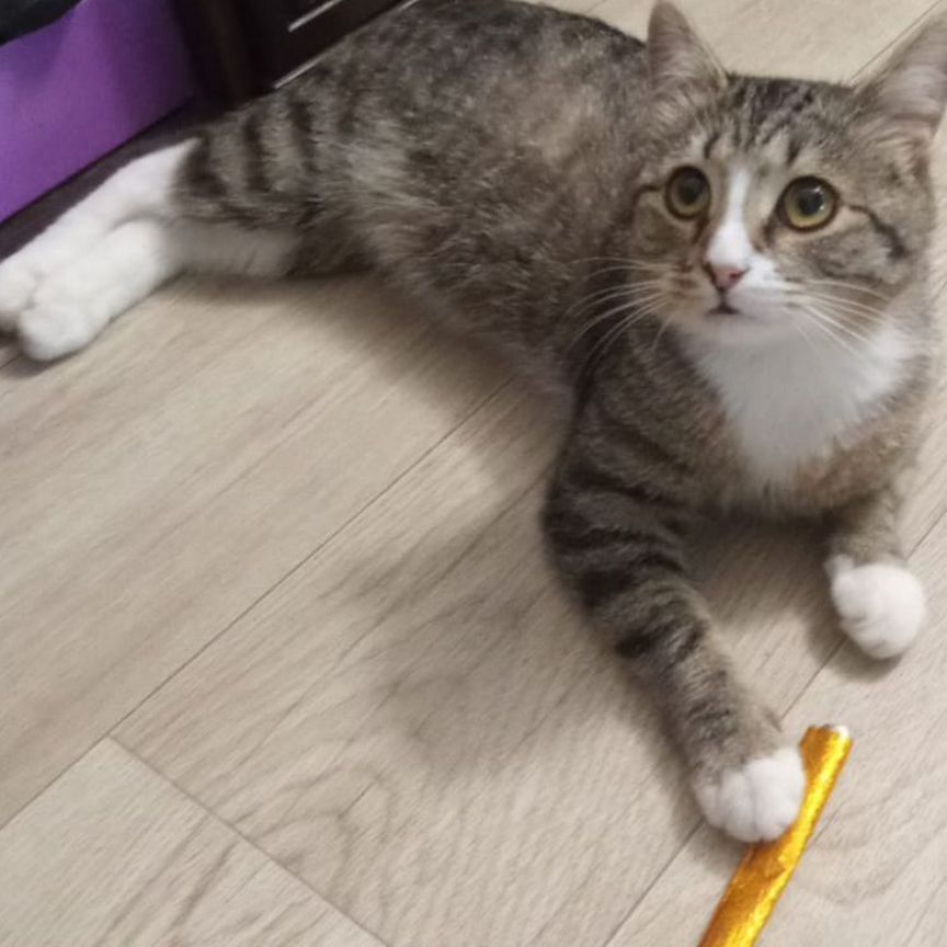Котики бесплатно в добрые руки
