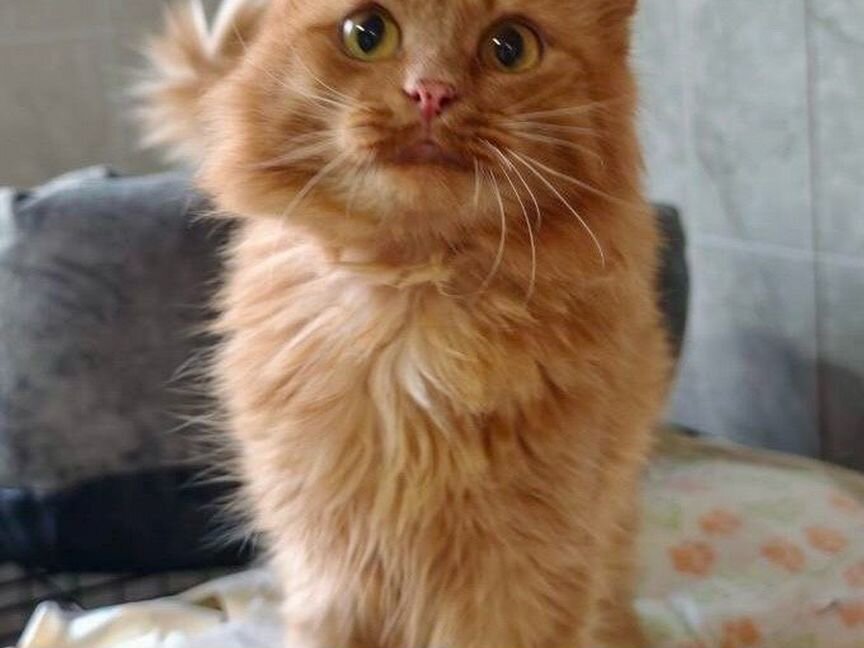 Рыжий котик Огонёк