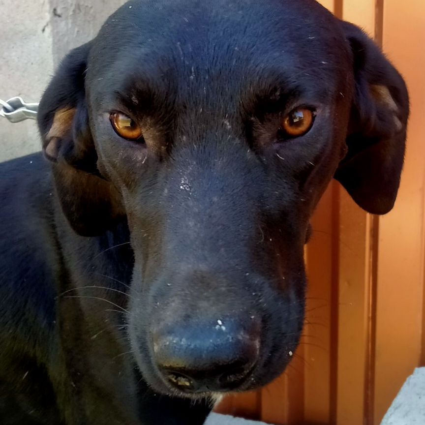 Элвин ищет дом