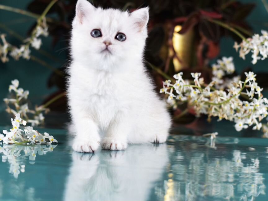 Шотландская серебристая кошечка