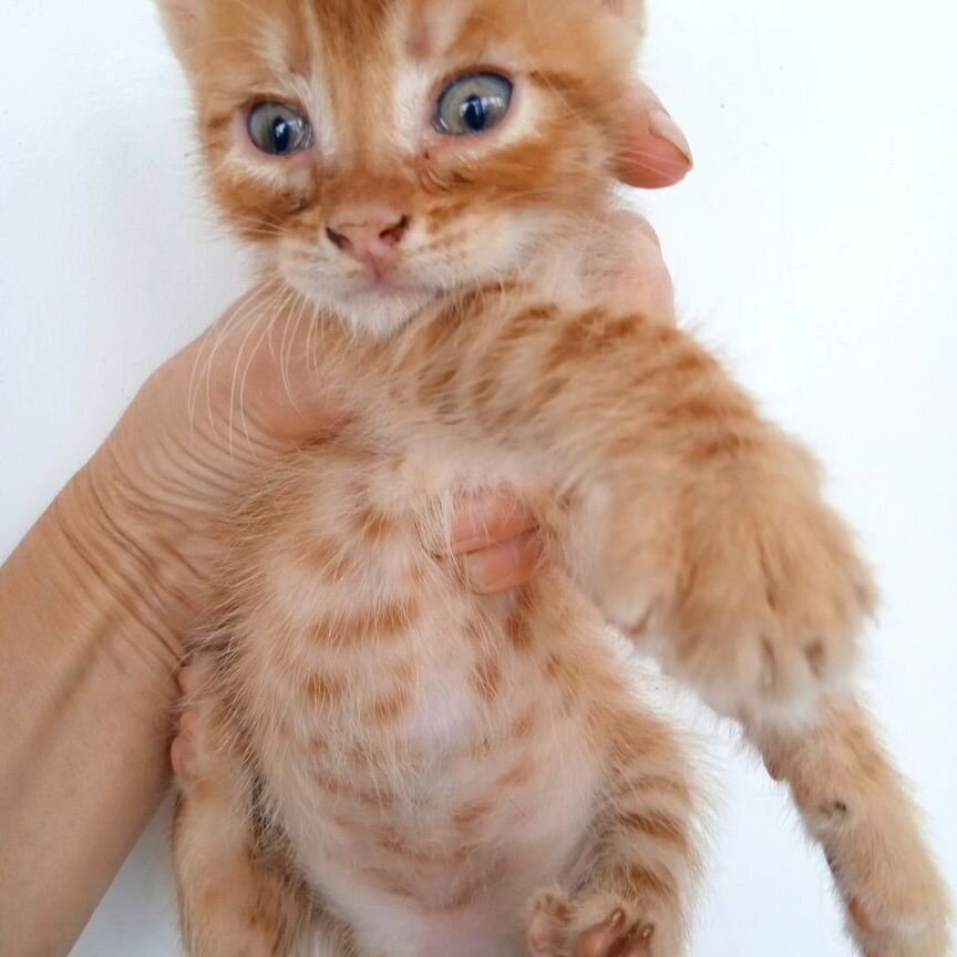 Маленькие котята мальчик