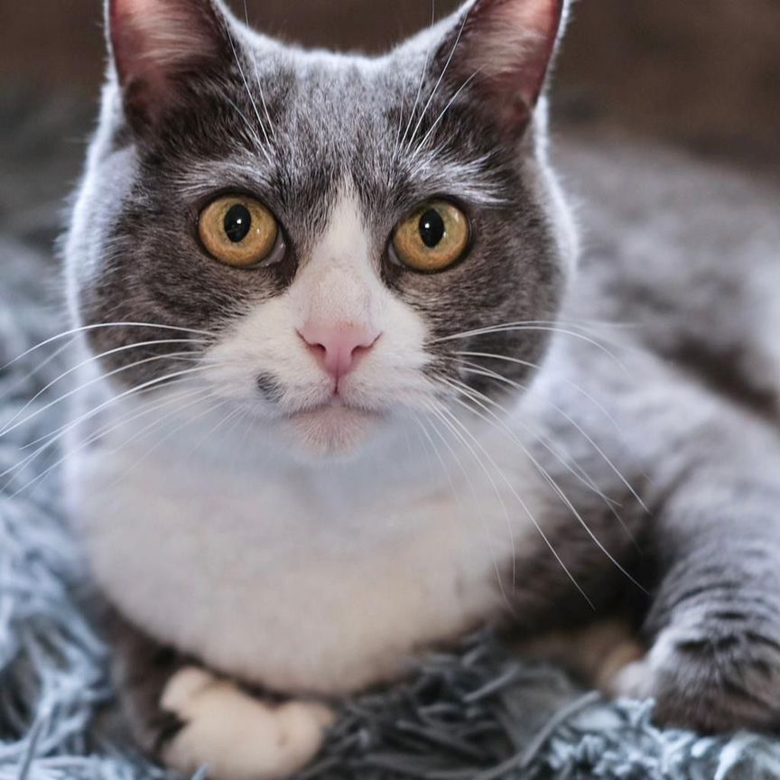 Кошка дымчатая бесплатно