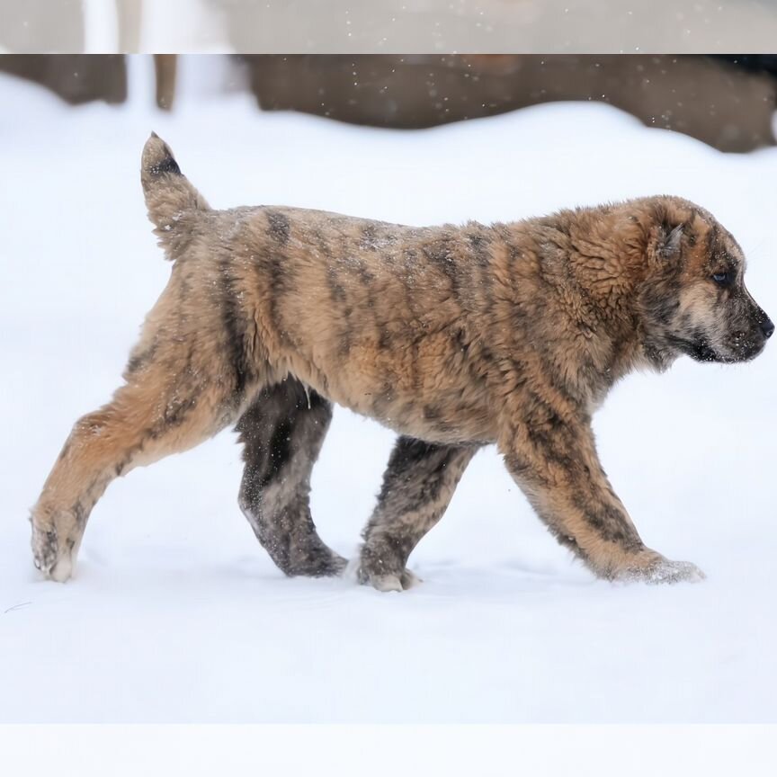 Среднеазиатская овчарка, щенок
