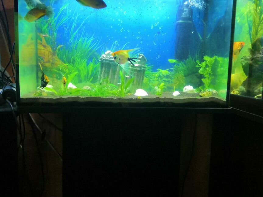 Аквариум 70л с тумбой, рыбками и растениями