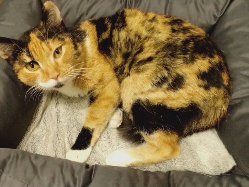 Кошки в добрые руки