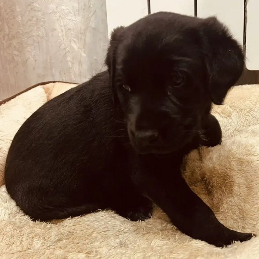 Лабрадор-ретривер, щенок