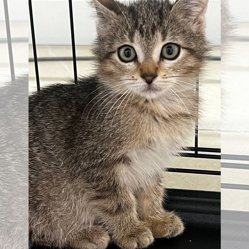 Котенок красивый