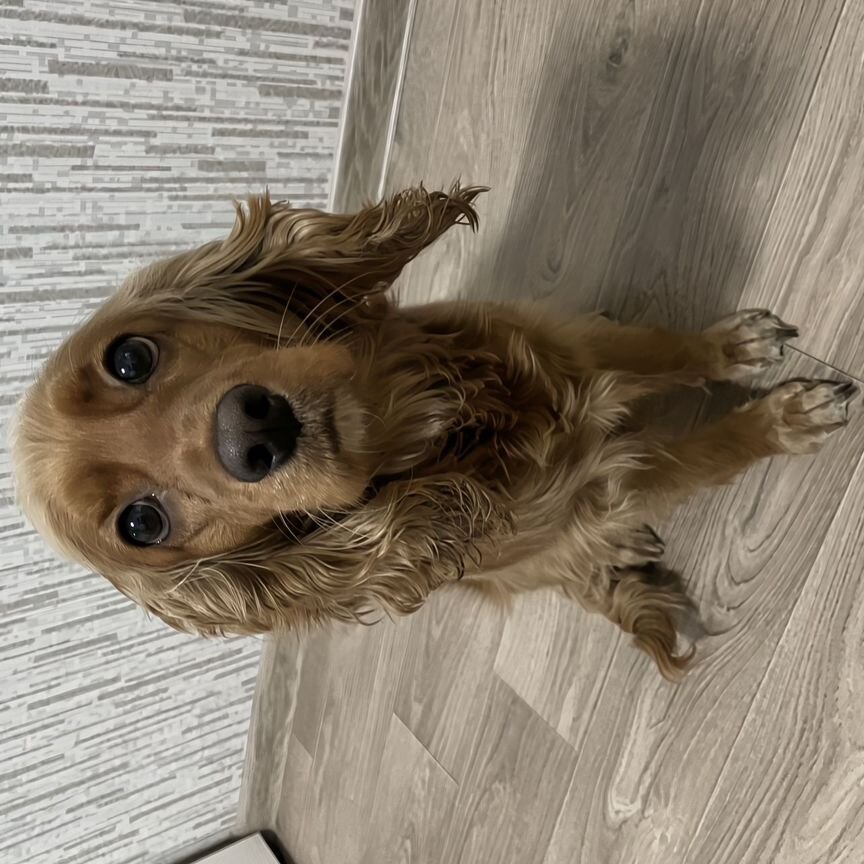 Кокер спаниель, взрослая собака