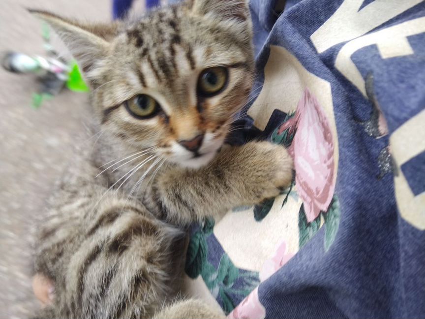 Обыкноваеная кошка