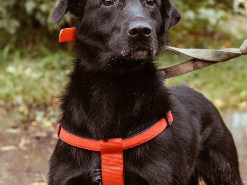 Собака в добрые руки