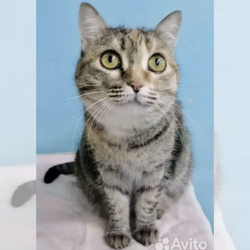 Европейская короткошёрстная, взрослая кошка