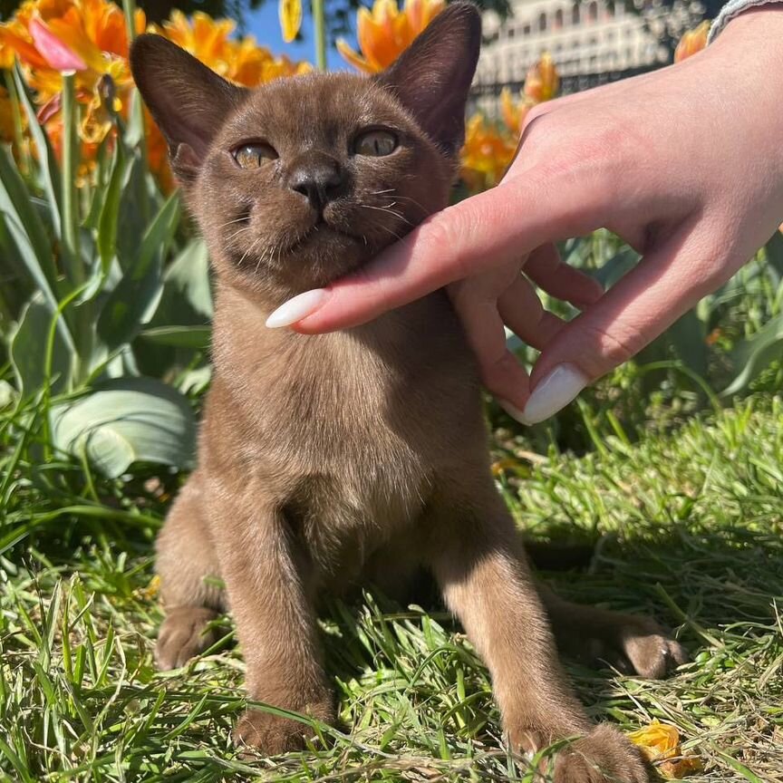 Бурманские котята