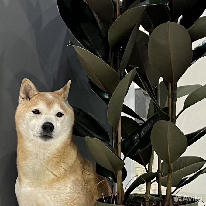 9 летний кобель породы Сиба-Ину отдаем