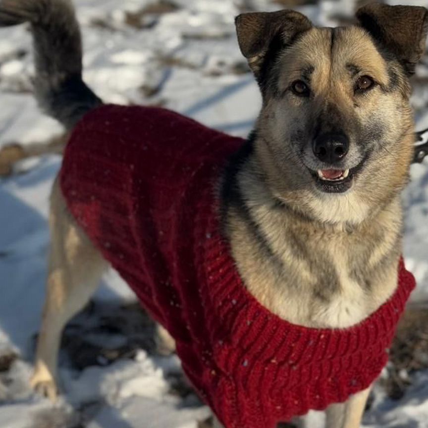 Вале так одиноко в приюте