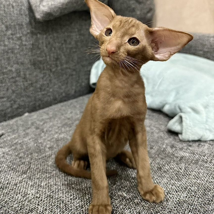Орентальные котята