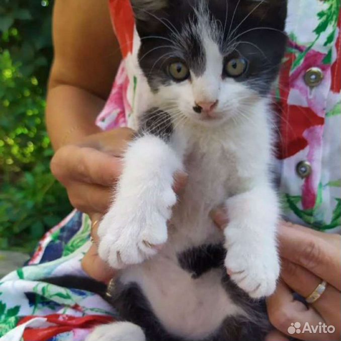 Котик непоседа бежит к вам