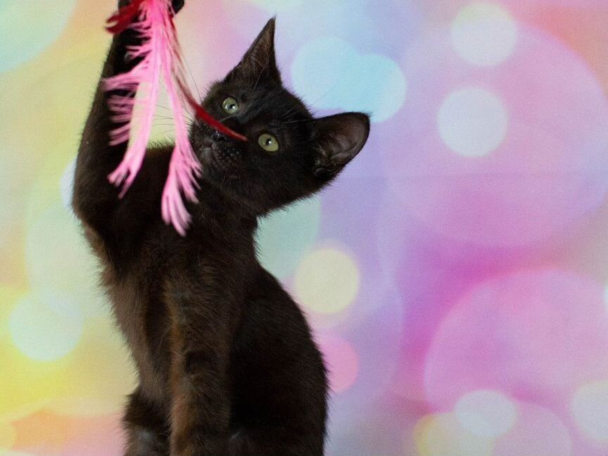 Котик Уголёк в добрые руки