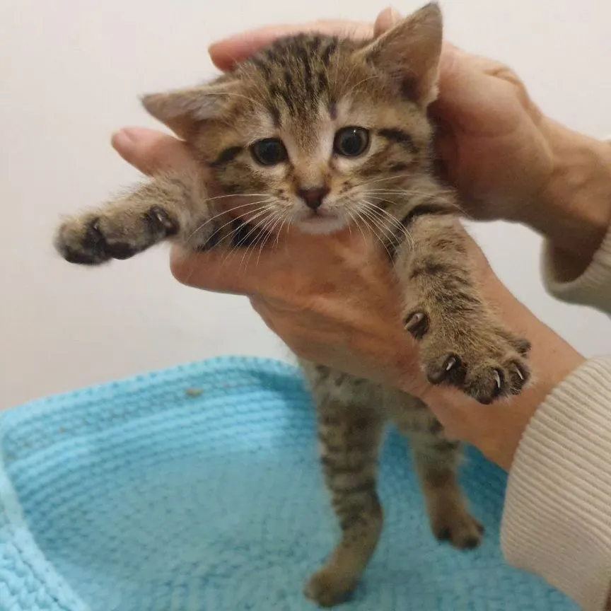 Крошка котенок бенгальского окраса в дар бесплатно