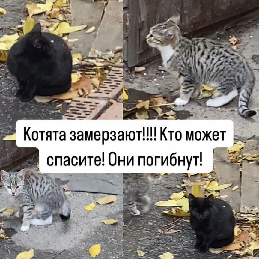 Котята замерзают Спасите кто может
