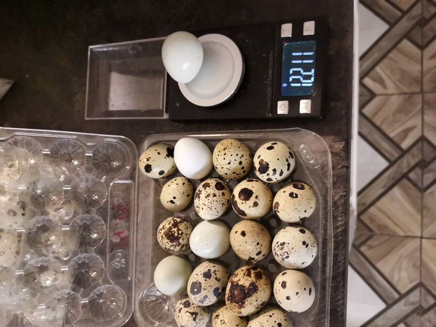 Яйцо перепелиные инкубационное