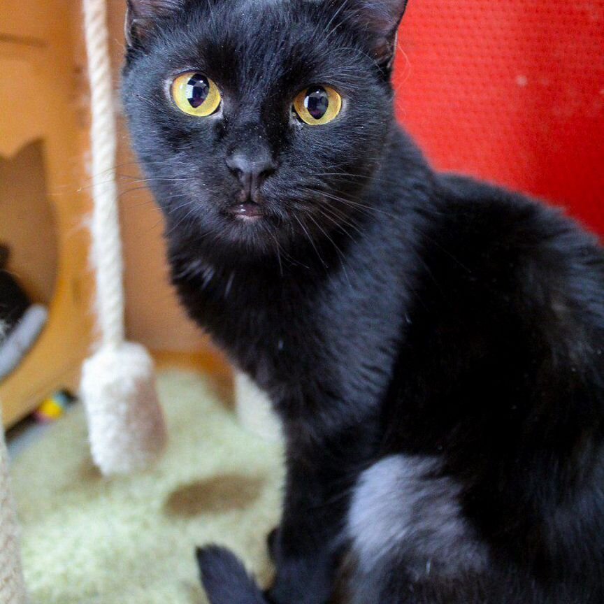 Кошка ищет дом
