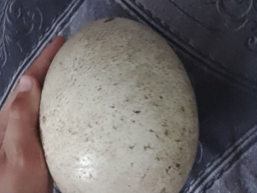 Страусиное яйцо